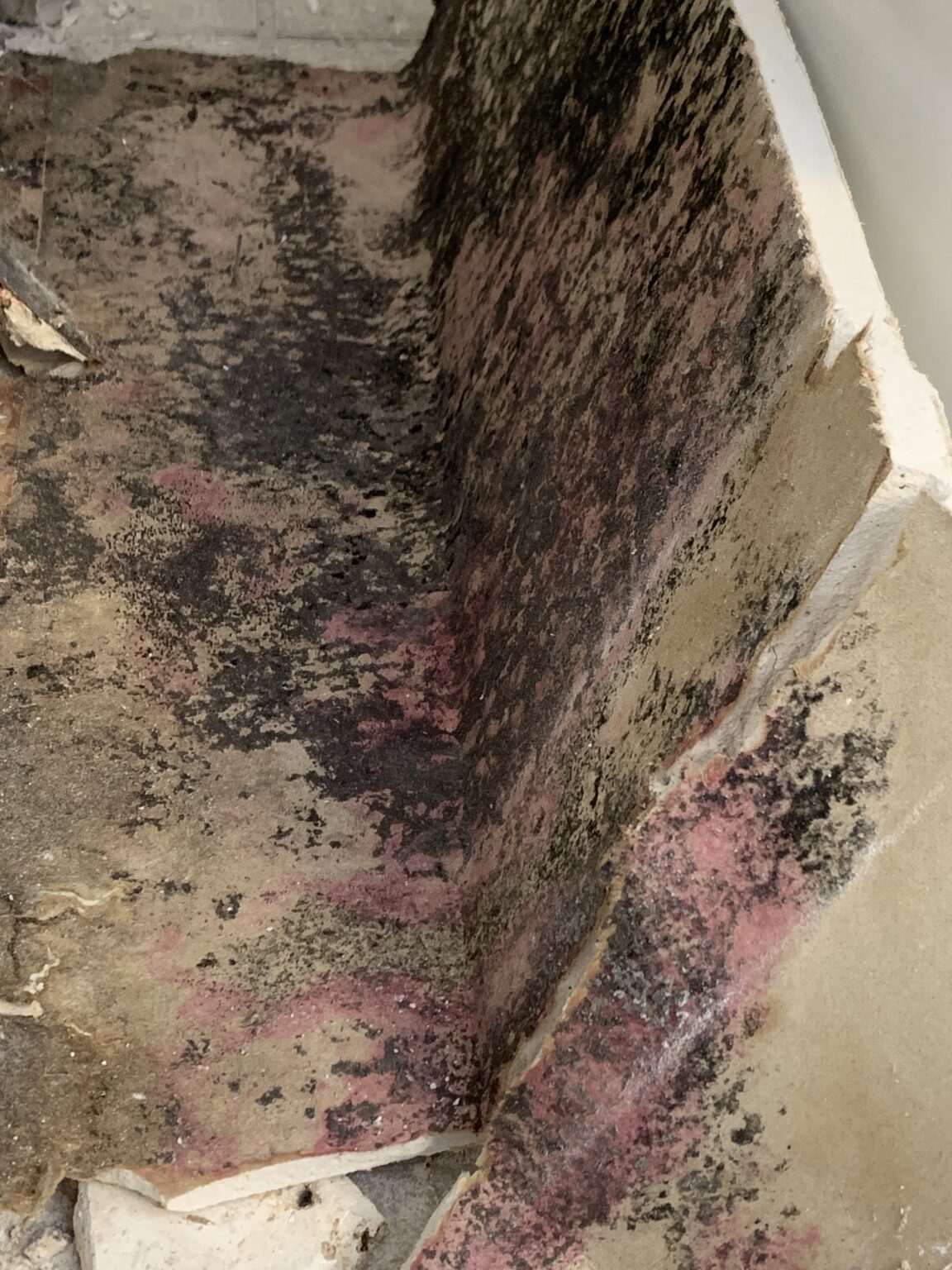 How to Identify Mold Type By Color-9 Mold Colors - Mold Fix