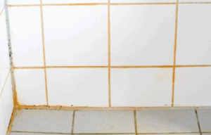 How to Identify Mold Type By Color-9 Mold Colors - Mold Fix