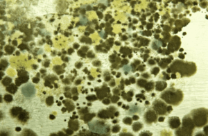 How to Identify Mold Type By Color-9 Mold Colors - Mold Fix
