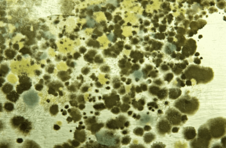 How to Identify Mold Type By Color-9 Mold Colors - Mold Fix