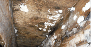 How to Identify Mold Type By Color-9 Mold Colors - Mold Fix