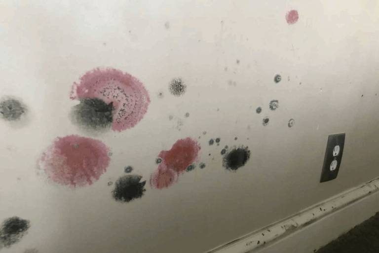 How to Identify Mold Type By Color-9 Mold Colors - Mold Fix