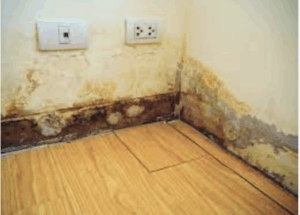 How to Identify Mold Type By Color-9 Mold Colors - Mold Fix