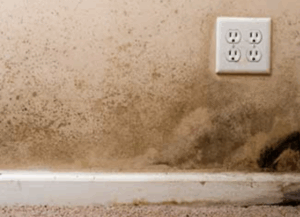 How to Identify Mold Type By Color-9 Mold Colors - Mold Fix